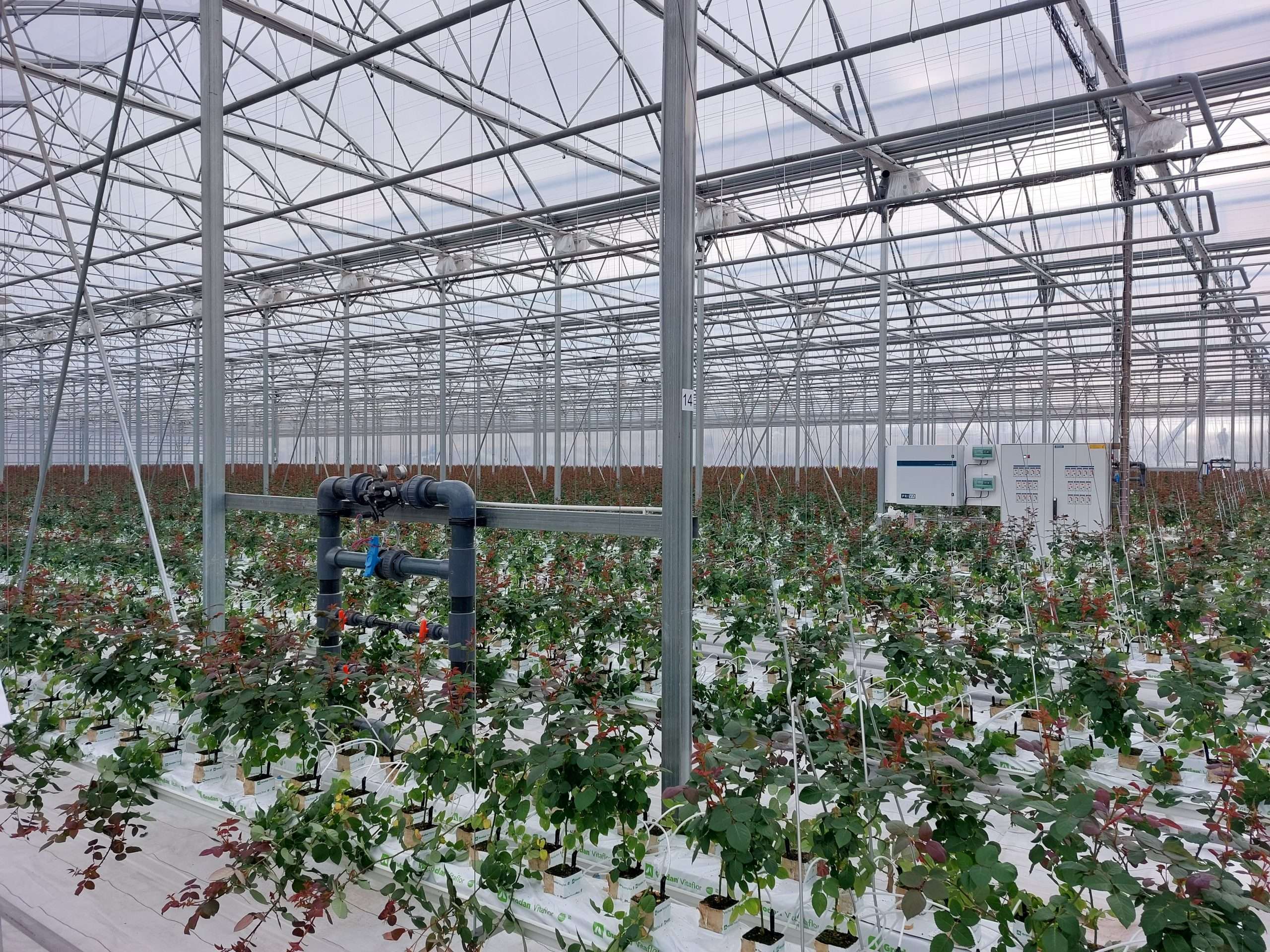 Energy savings, a key success factor for the production of roses in ...