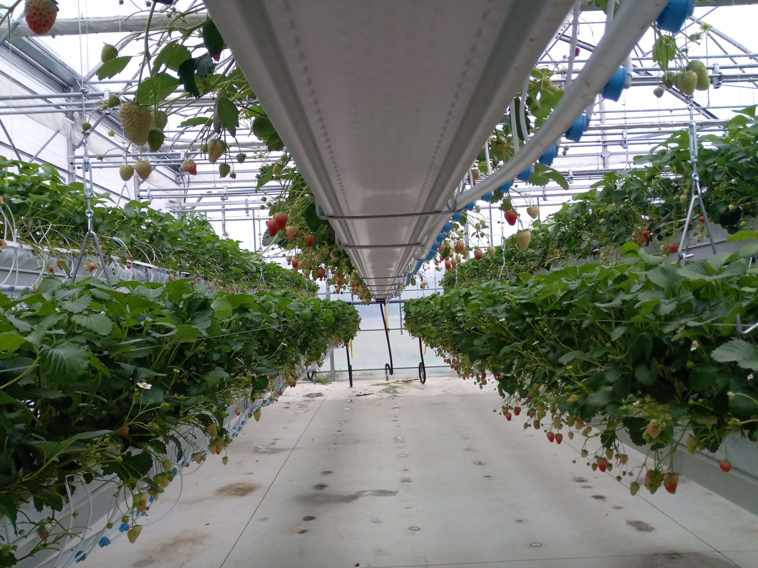 Outstanding high-quality, dense strawberries in Japan - Richel Group