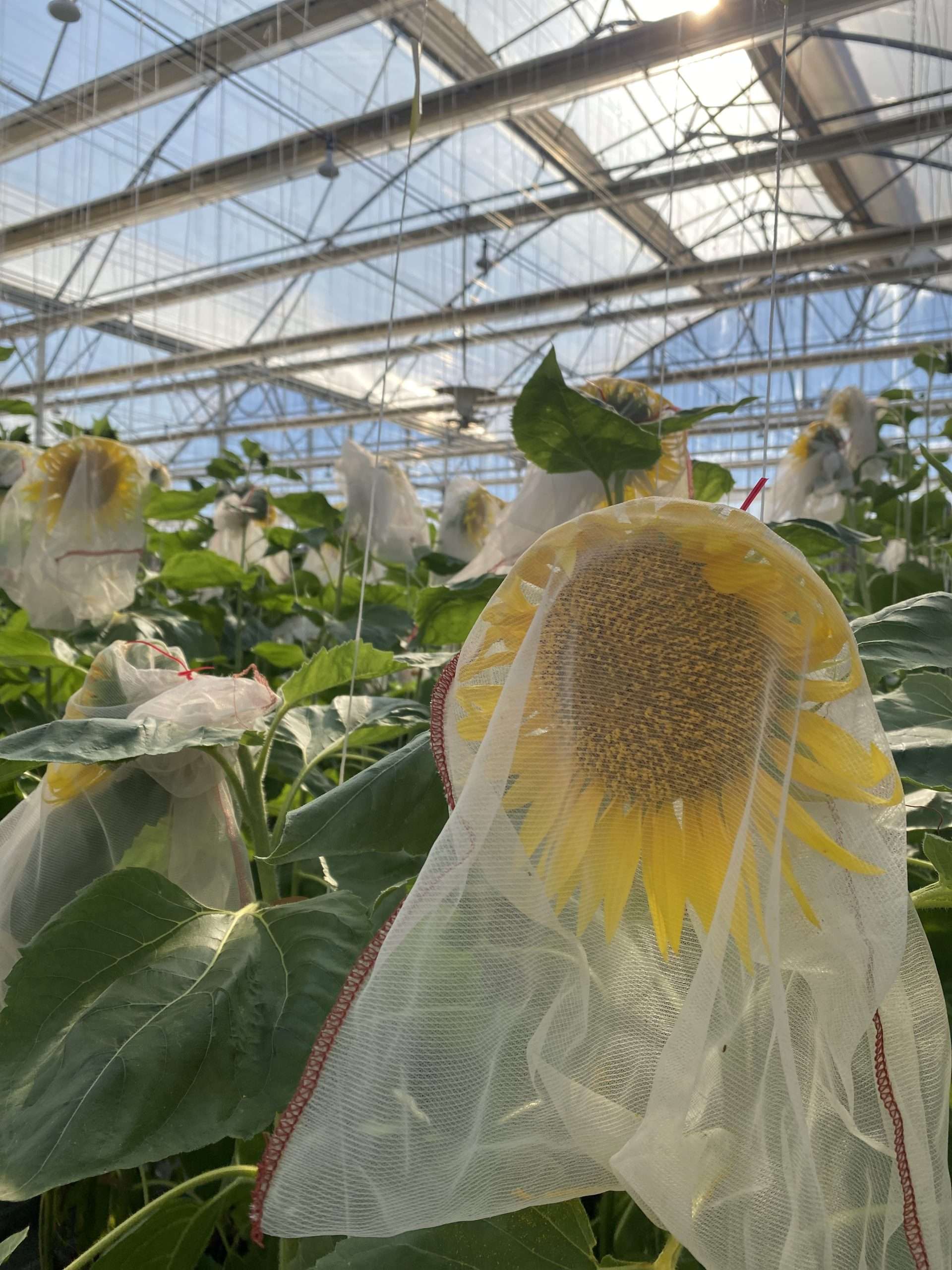 A high-tech greenhouse for sunflower seeds in Spain - Richel Group